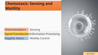 bacterial Nucleoid, Spores ,Appendages pptx | PPT