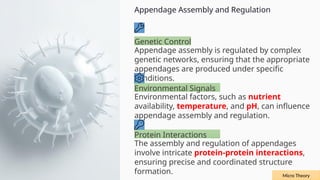 bacterial Nucleoid, Spores ,Appendages pptx | PPT