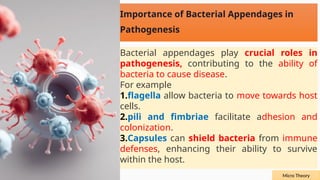 bacterial Nucleoid, Spores ,Appendages pptx | PPT