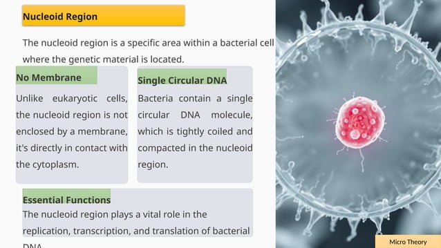 bacterial Nucleoid, Spores ,Appendages pptx | PPT