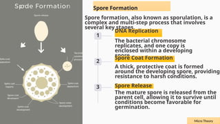 bacterial Nucleoid, Spores ,Appendages pptx | PPT