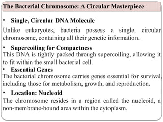 microbiology Lec bacterial genetic .pptx
