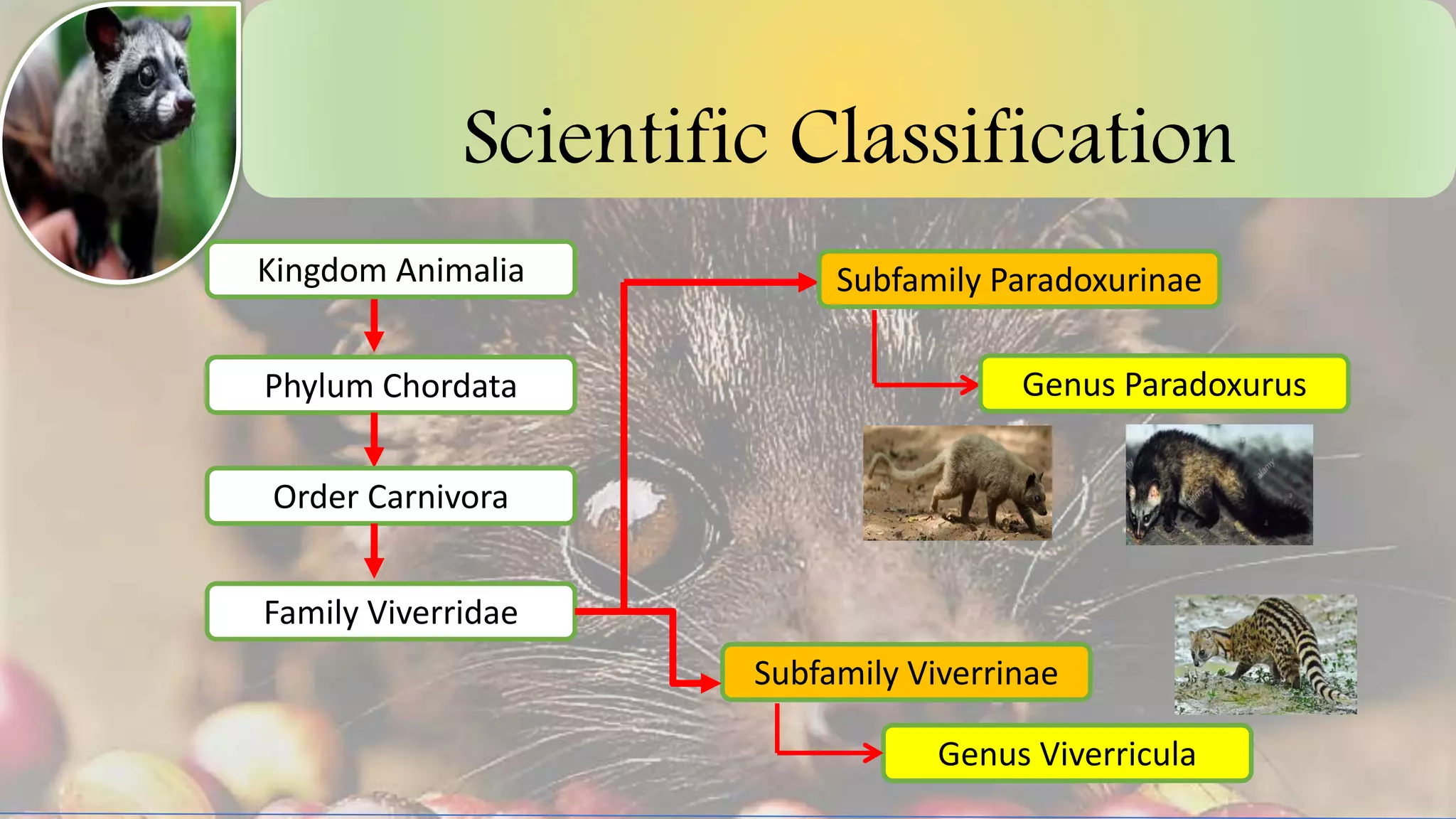 Microlivestock civet | PPT