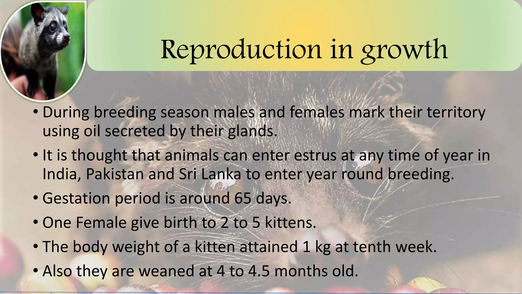 Microlivestock civet | PPT