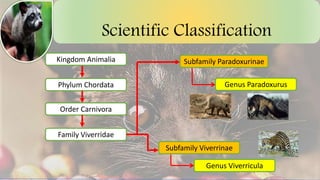 Microlivestock civet | PPTX
