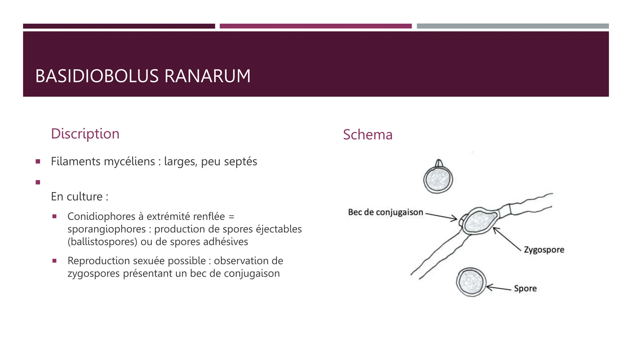 Microscopie et Macroscopie mycosique.pptx