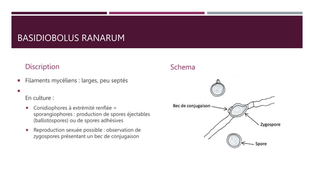 Microscopie et Macroscopie mycosique.pptx