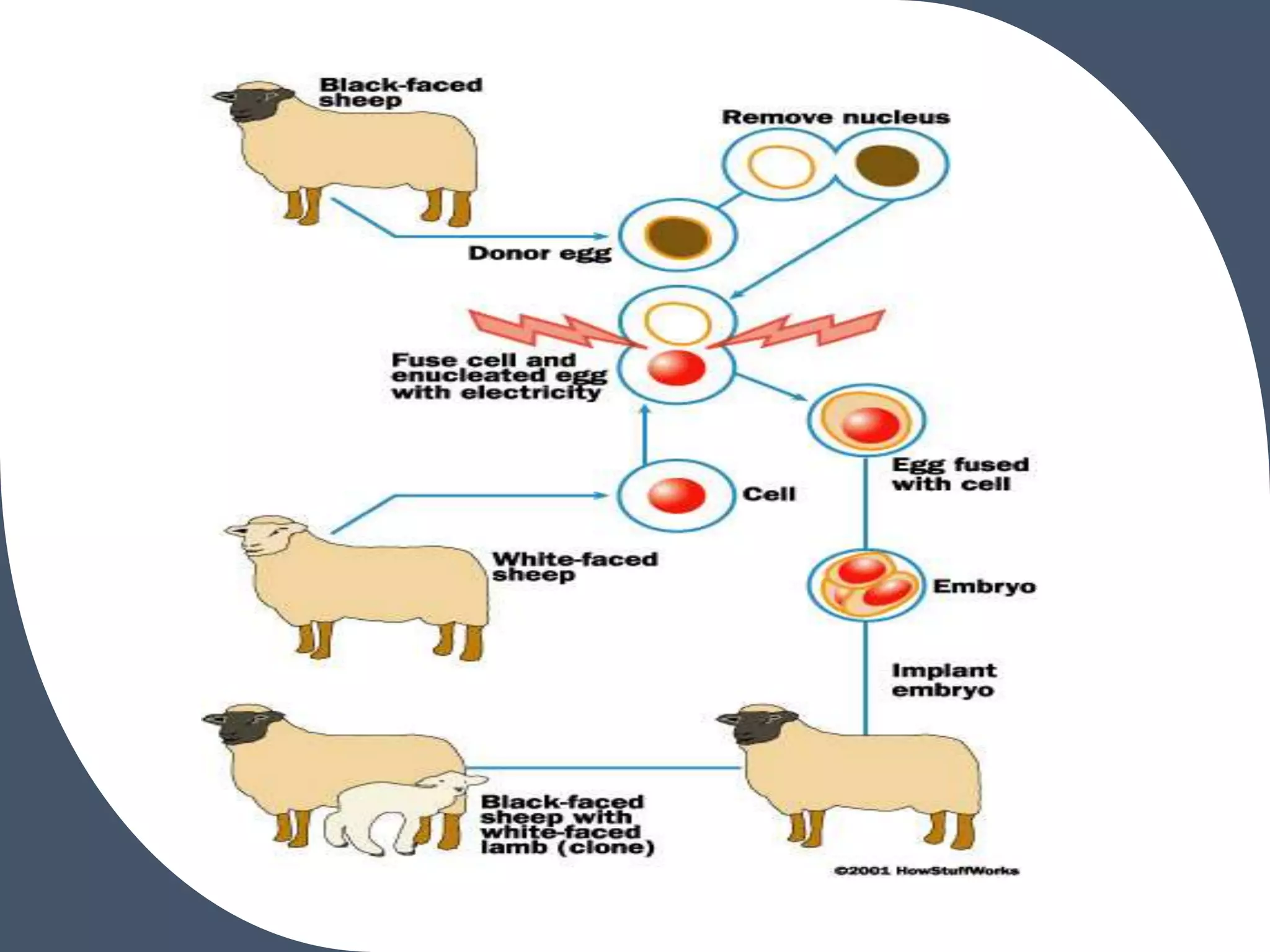 Micromanipulation.pptx