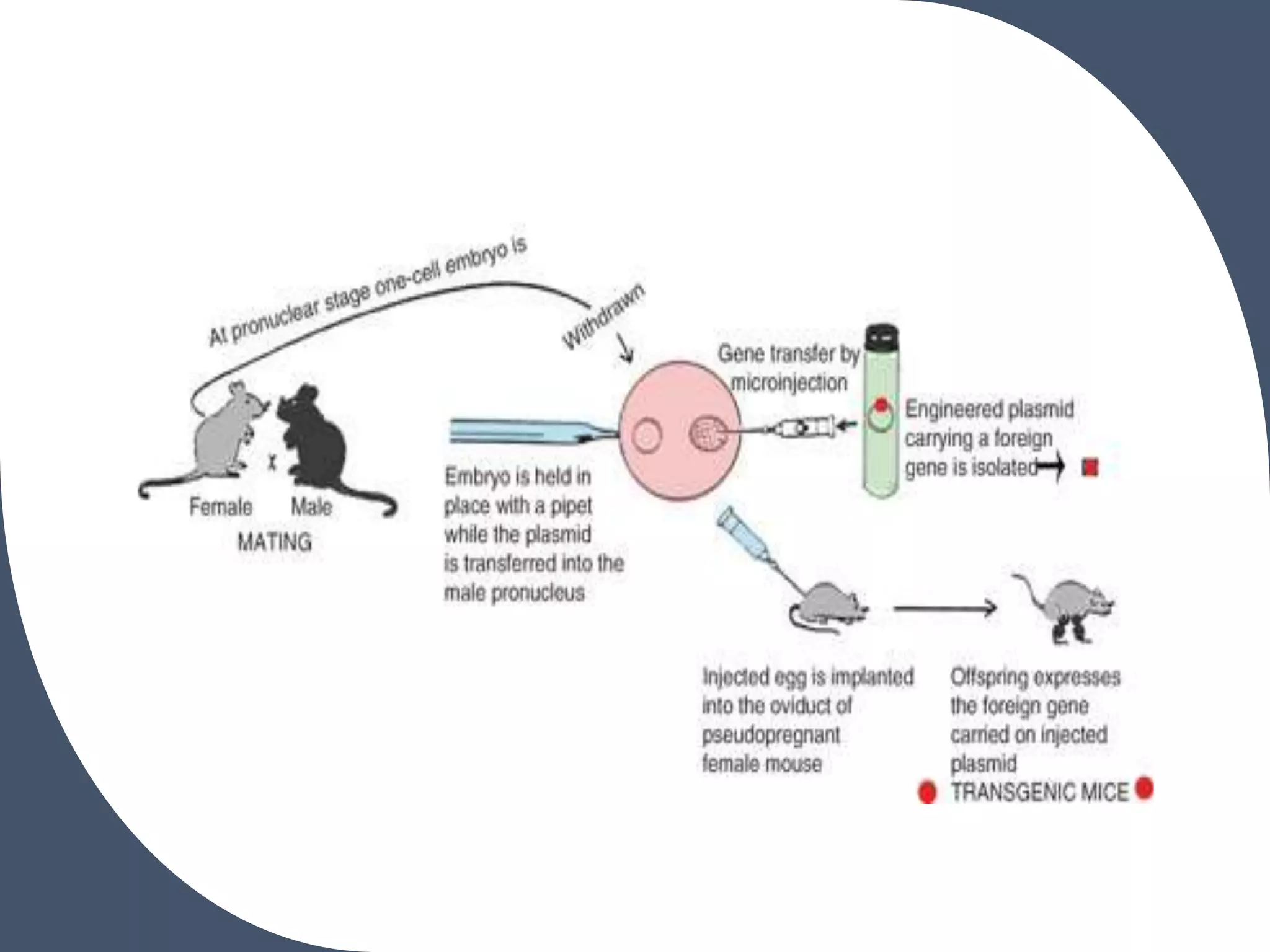 Micromanipulation.pptx