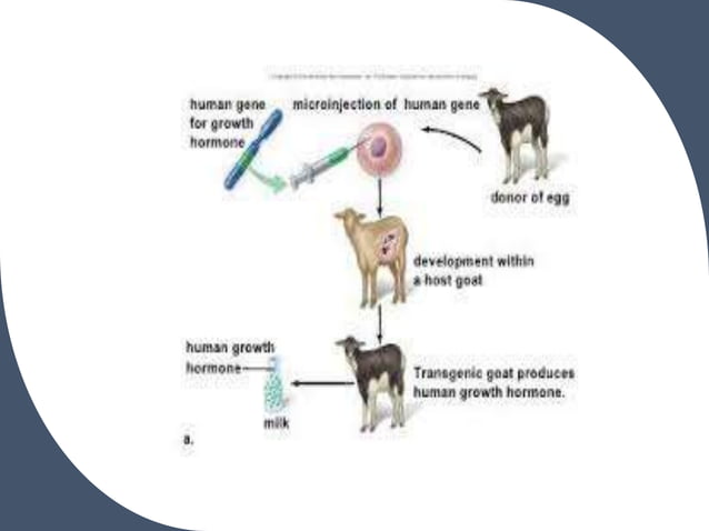 Micromanipulation.pptx | Infertility | Reproductive Health