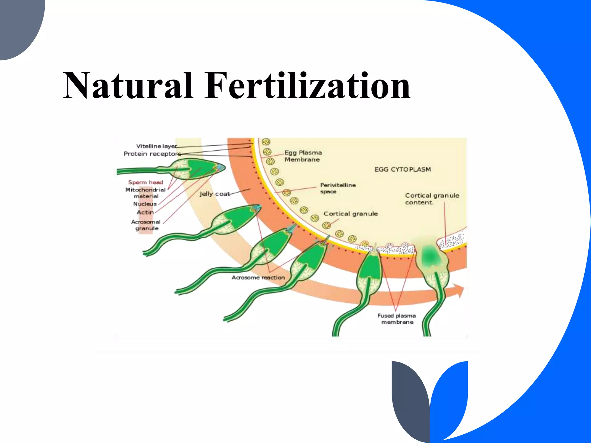 Micromanipulation.pptx