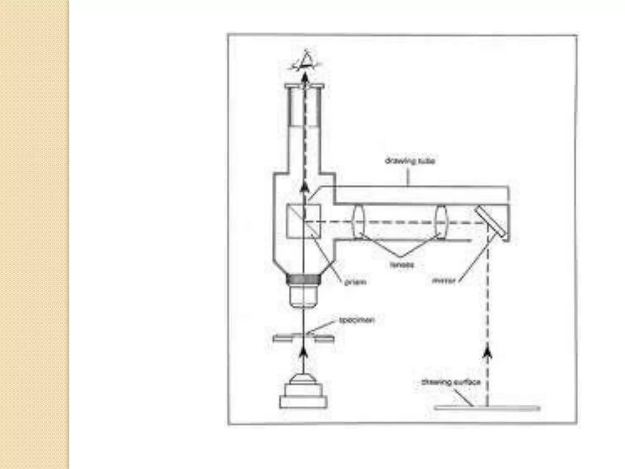Micrometry and camera lucida | PPTX