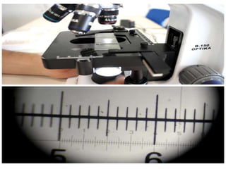 Micrometry and morphometry and measurement of size_3.ppt