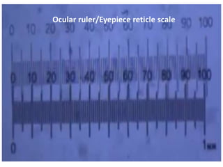 Micrometry and morphometry and measurement of size_3.ppt