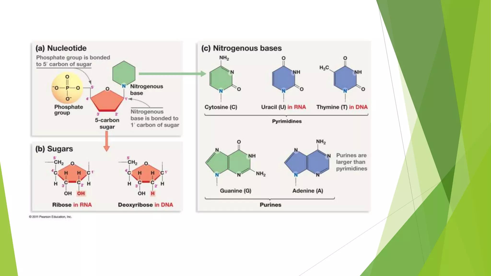 Micromolecules and Macromolecules | PPTX