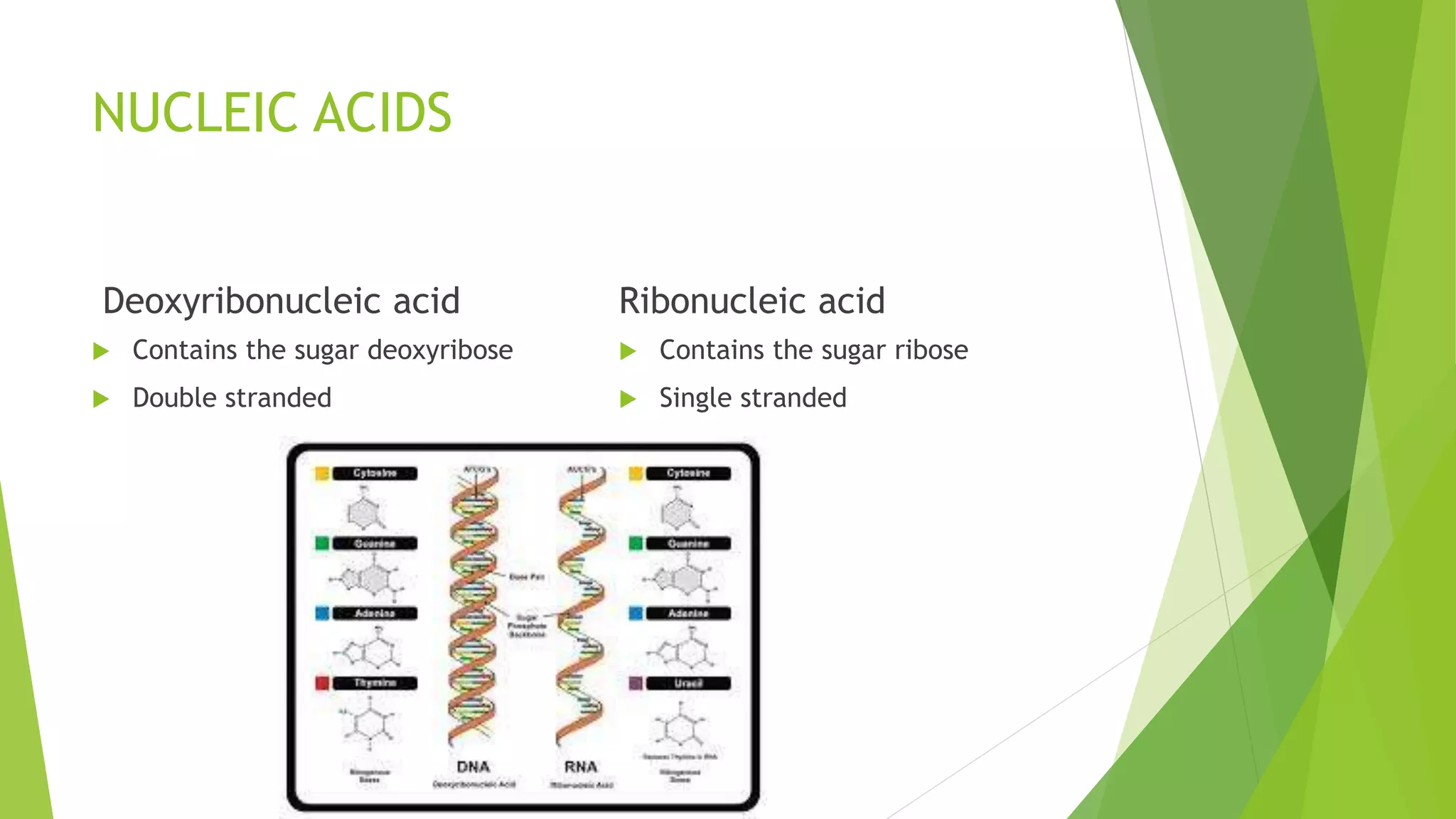 Micromolecules and Macromolecules | PPTX