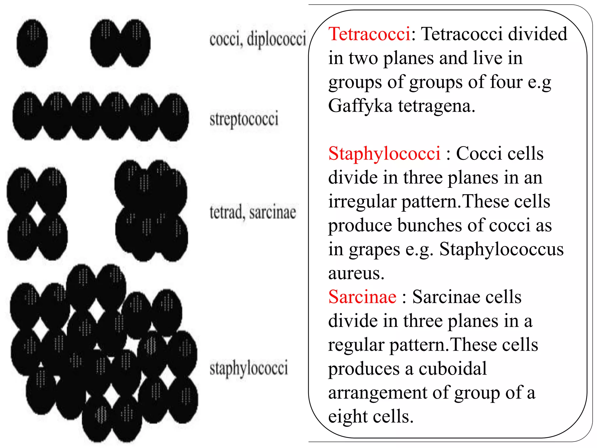 {Microbiology }Morphology of bacteria | PPTX