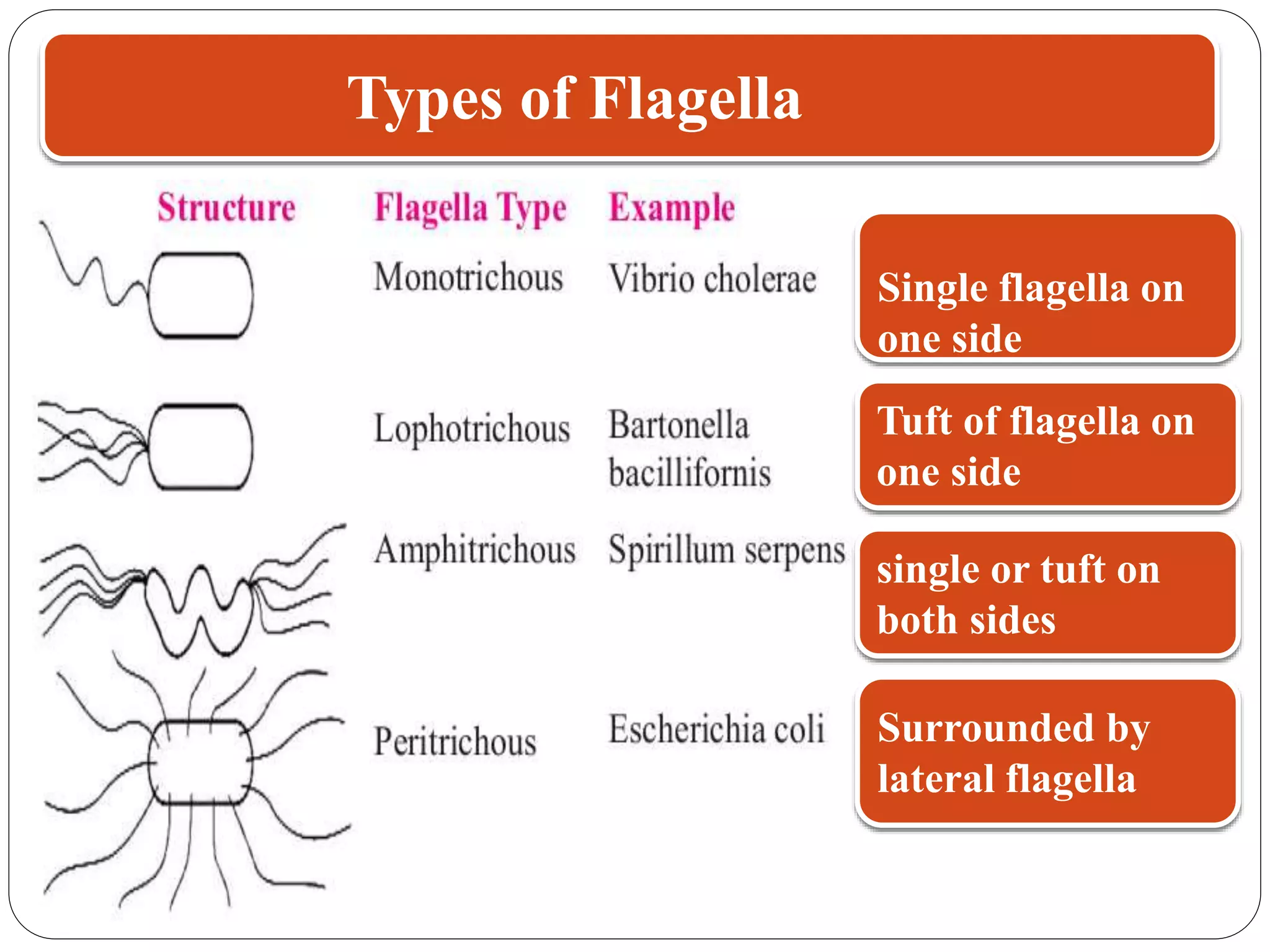 {Microbiology }Morphology of bacteria | PPTX