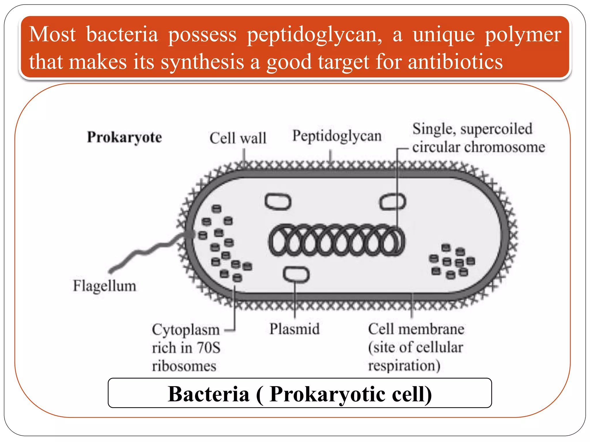 {Microbiology }Morphology of bacteria | PPTX