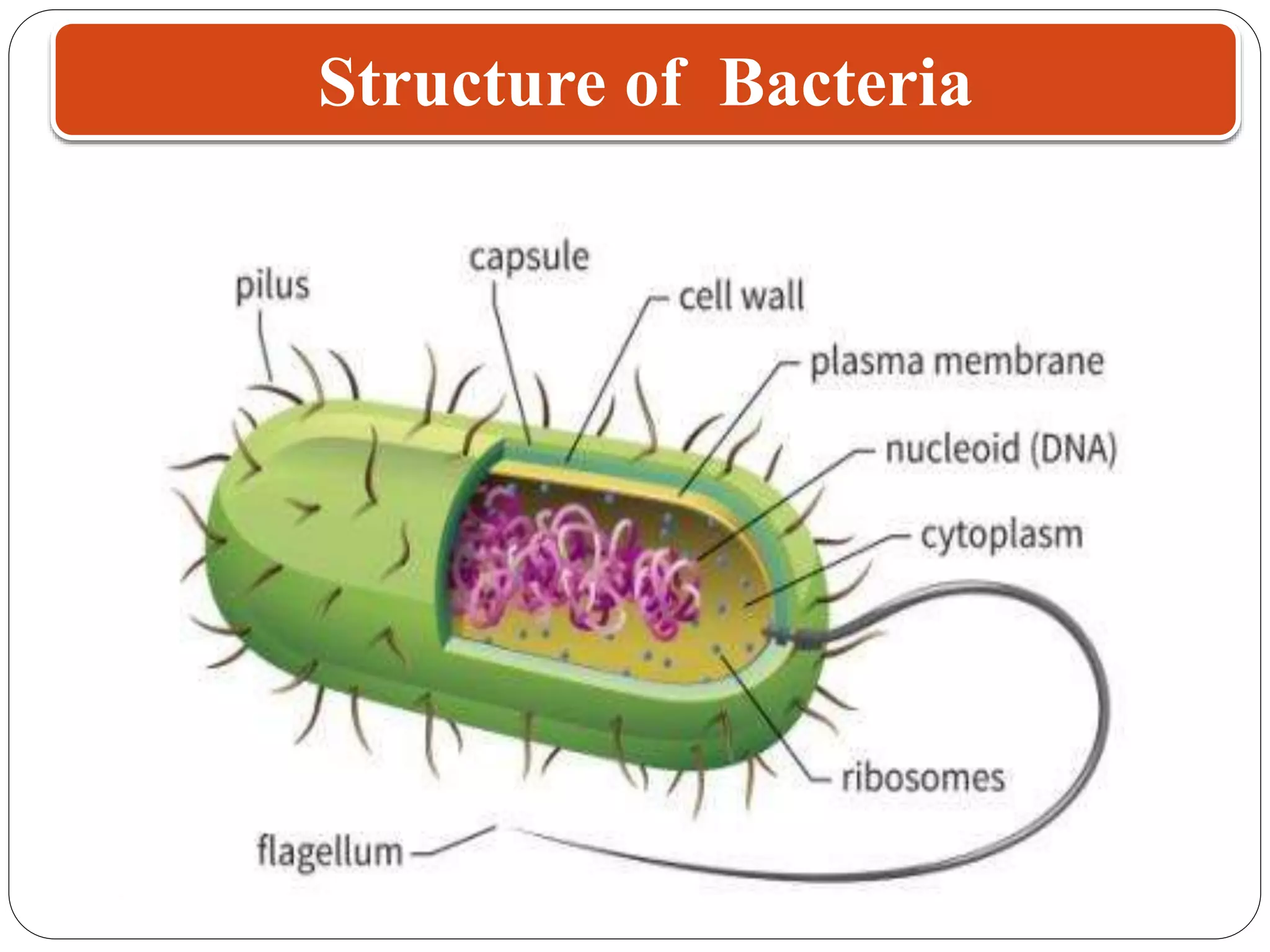 {Microbiology }Morphology of bacteria | PPTX