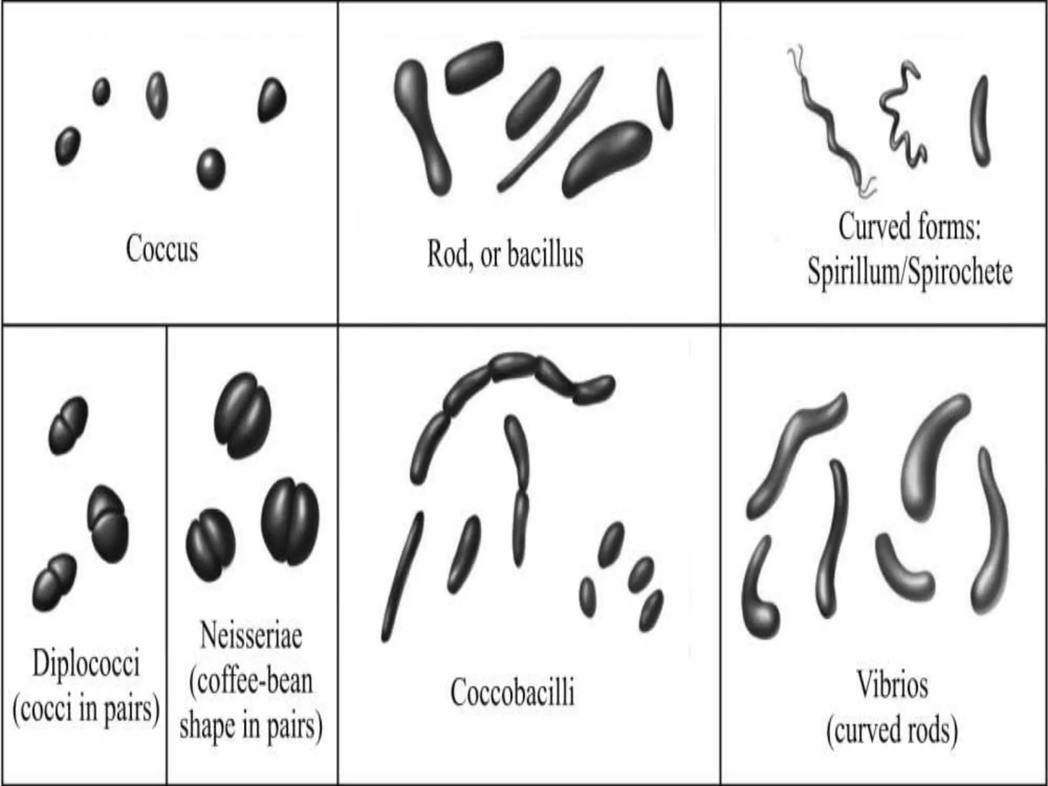 {Microbiology }Morphology of bacteria | PPTX