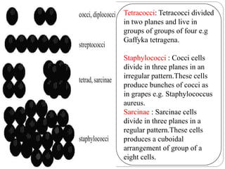 {Microbiology }Morphology of bacteria | PPTX