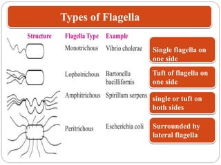 {Microbiology }Morphology of bacteria | PPTX