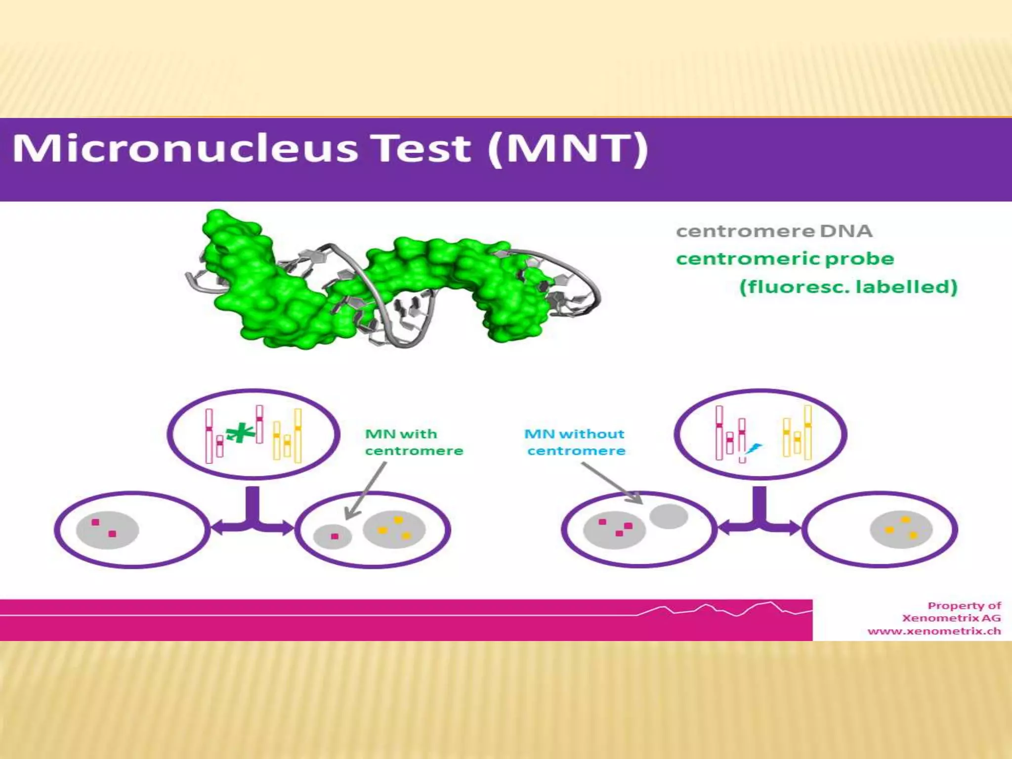 micronucleus assay.pptx