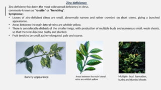 Micronutrient deficiencies & physiological disorder of citrus.pptx