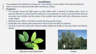 Micronutrient deficiencies & physiological disorder of citrus.pptx