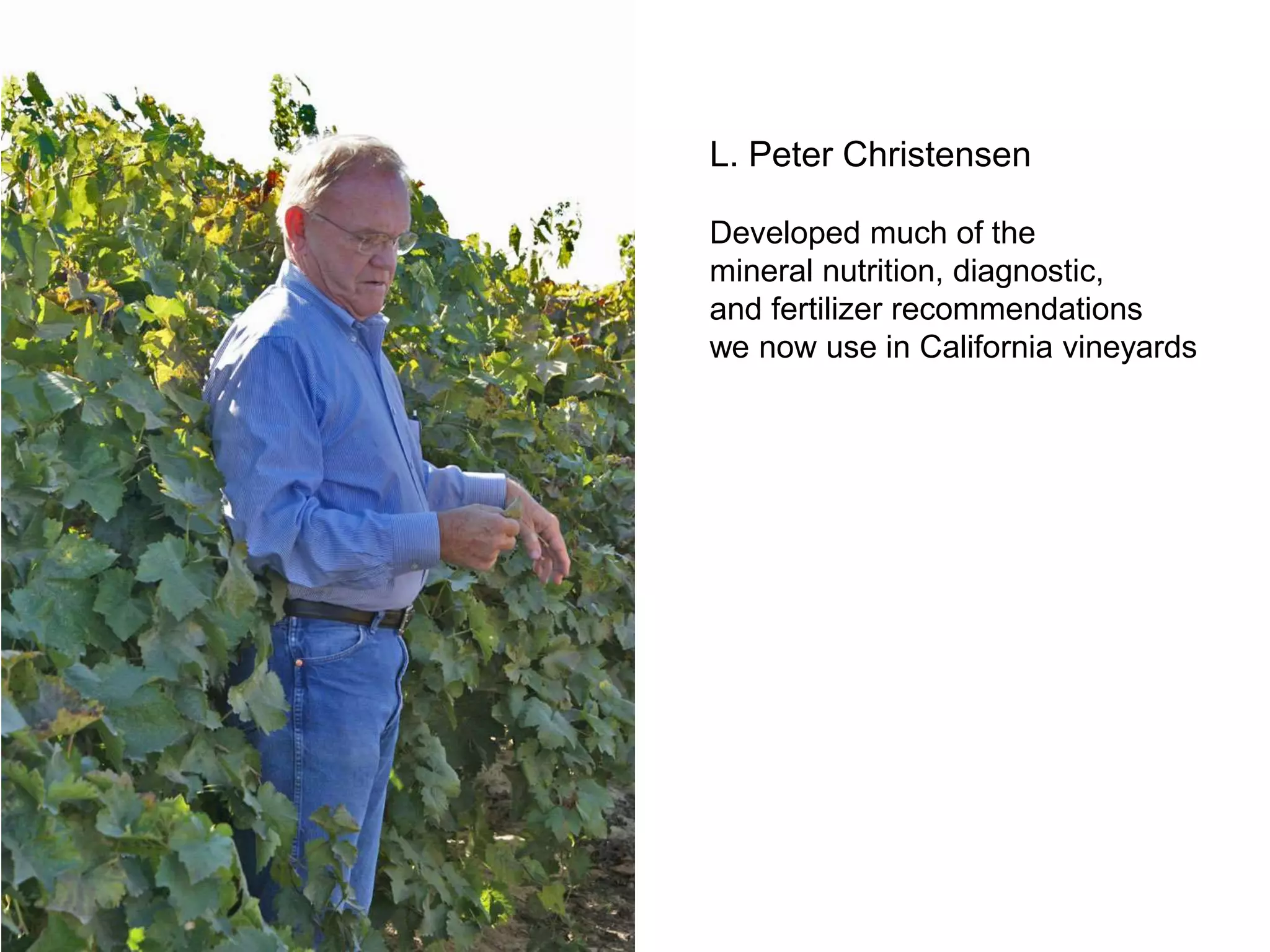 Grapevine micronutrient use & deficiency symptoms in the SJV of ...