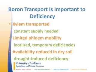 Grapevine micronutrient use & deficiency symptoms in the SJV of ...