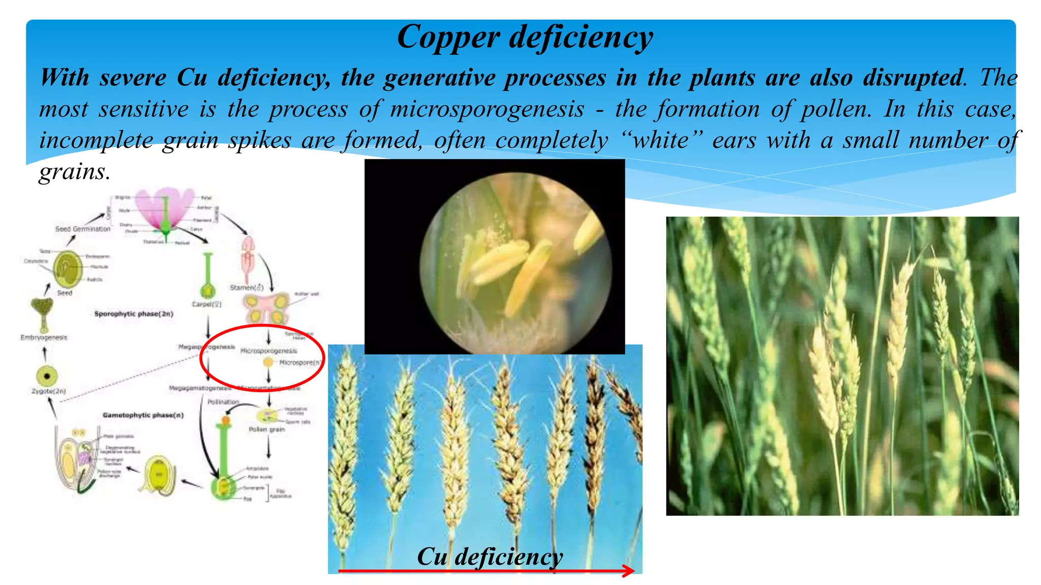 Micronutrients and foliar fertilization.pptx
