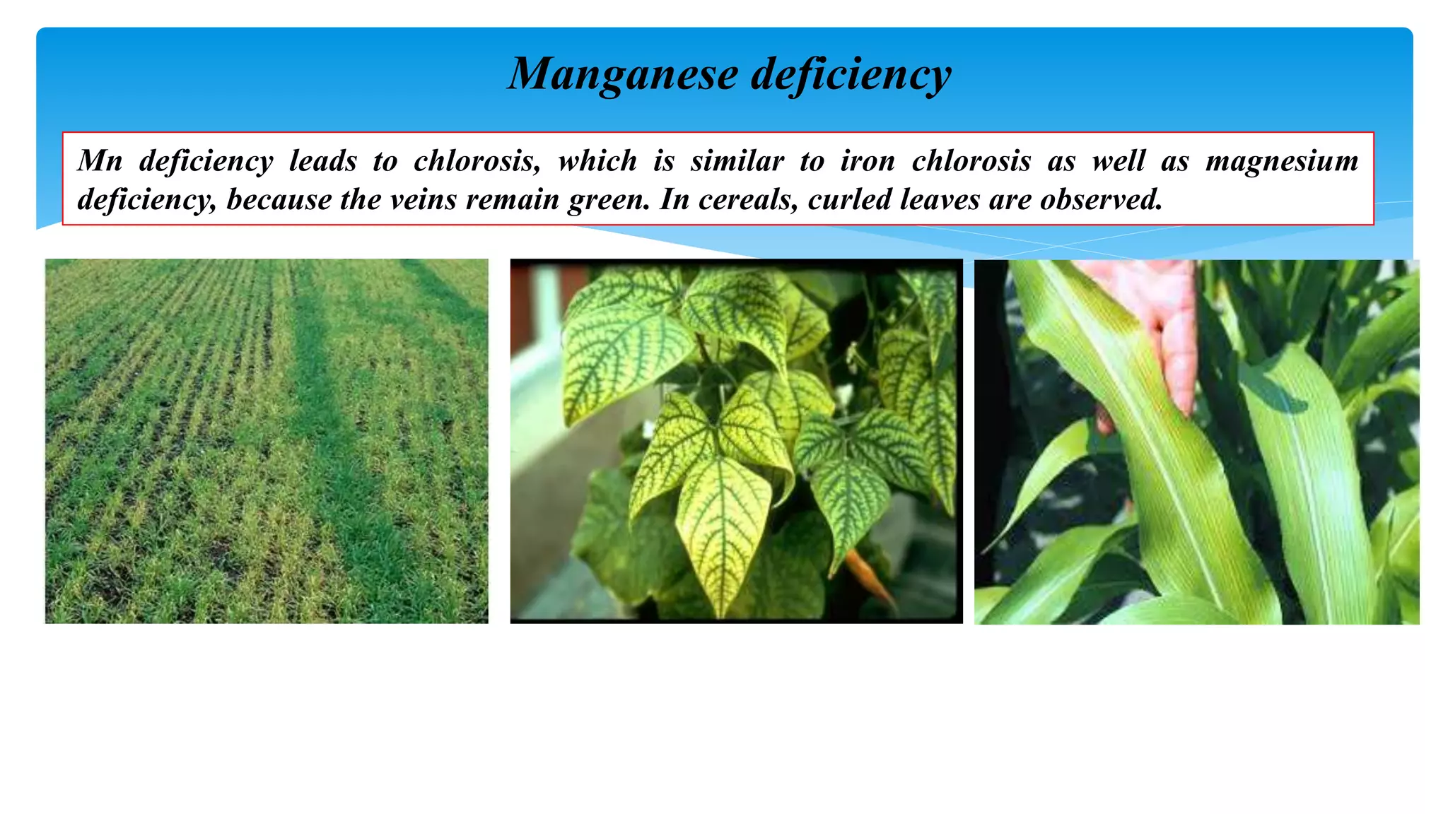 Micronutrients and foliar fertilization.pptx