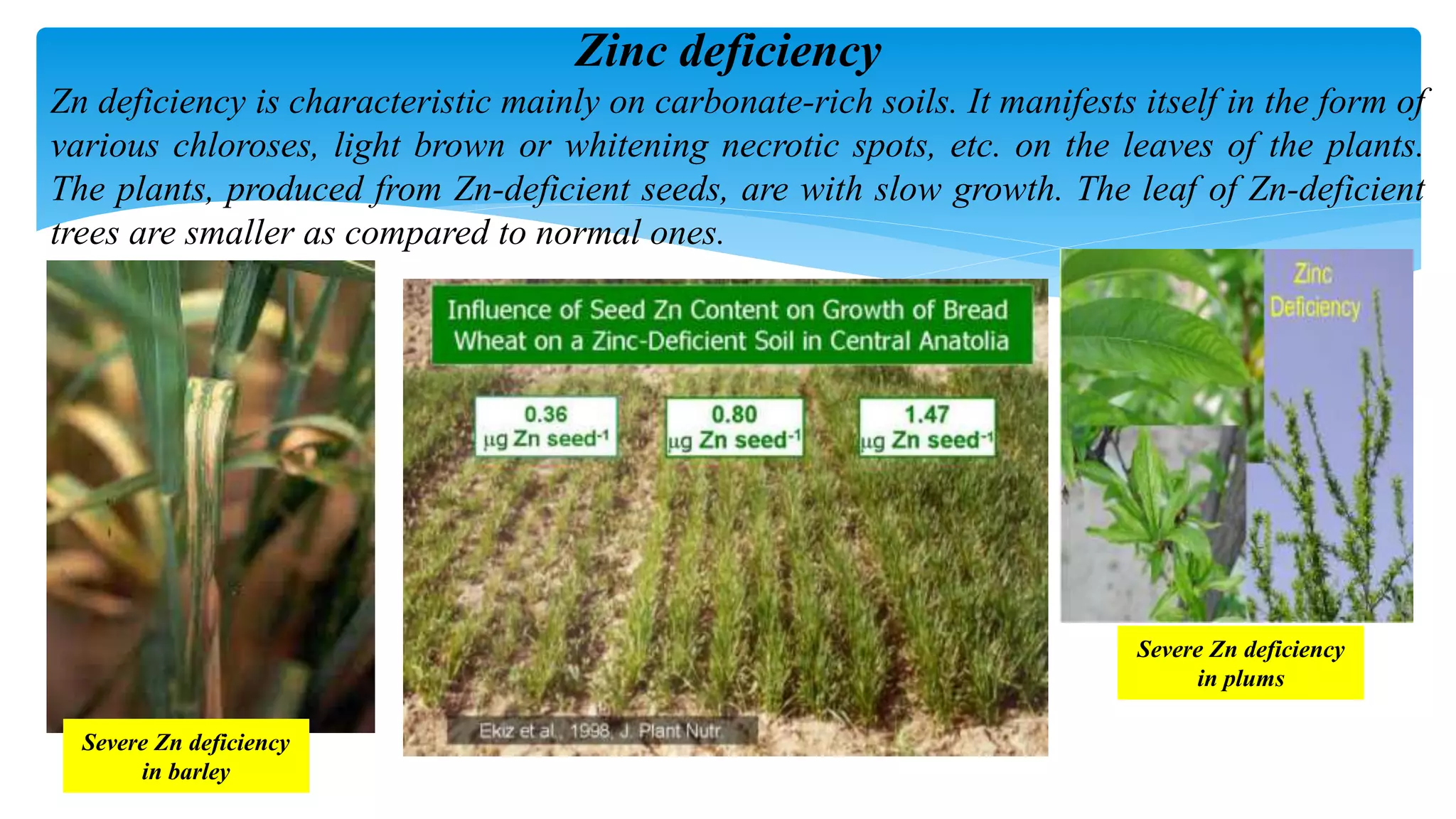 Micronutrients and foliar fertilization.pptx