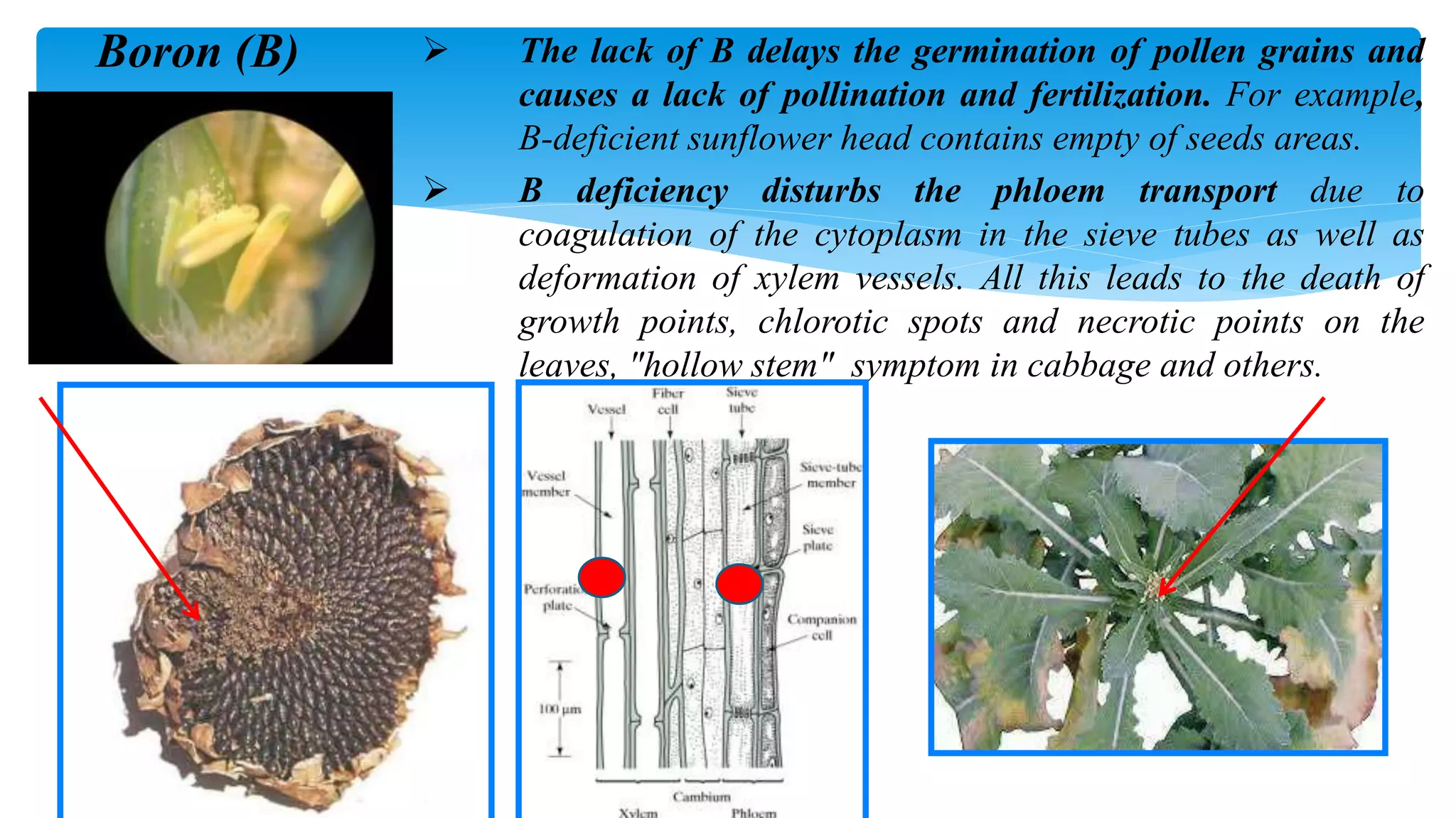 Micronutrients and foliar fertilization.pptx