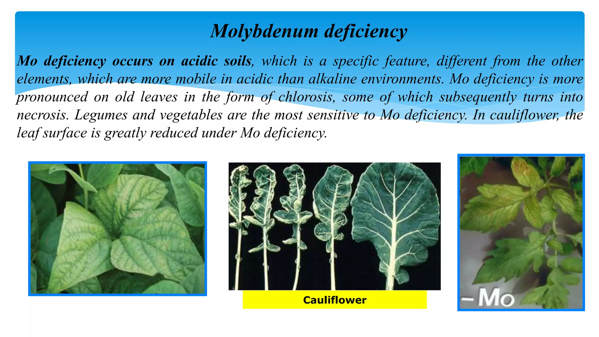Micronutrients and foliar fertilization.pptx