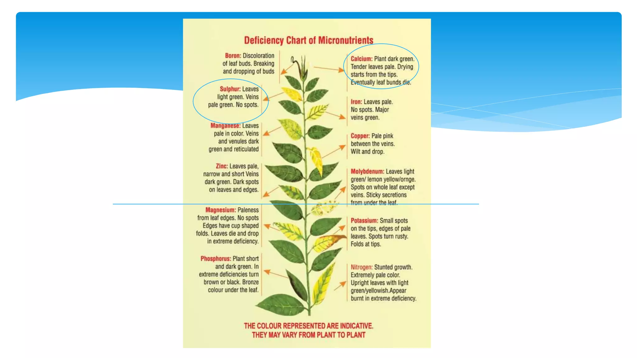Micronutrients and foliar fertilization.pptx