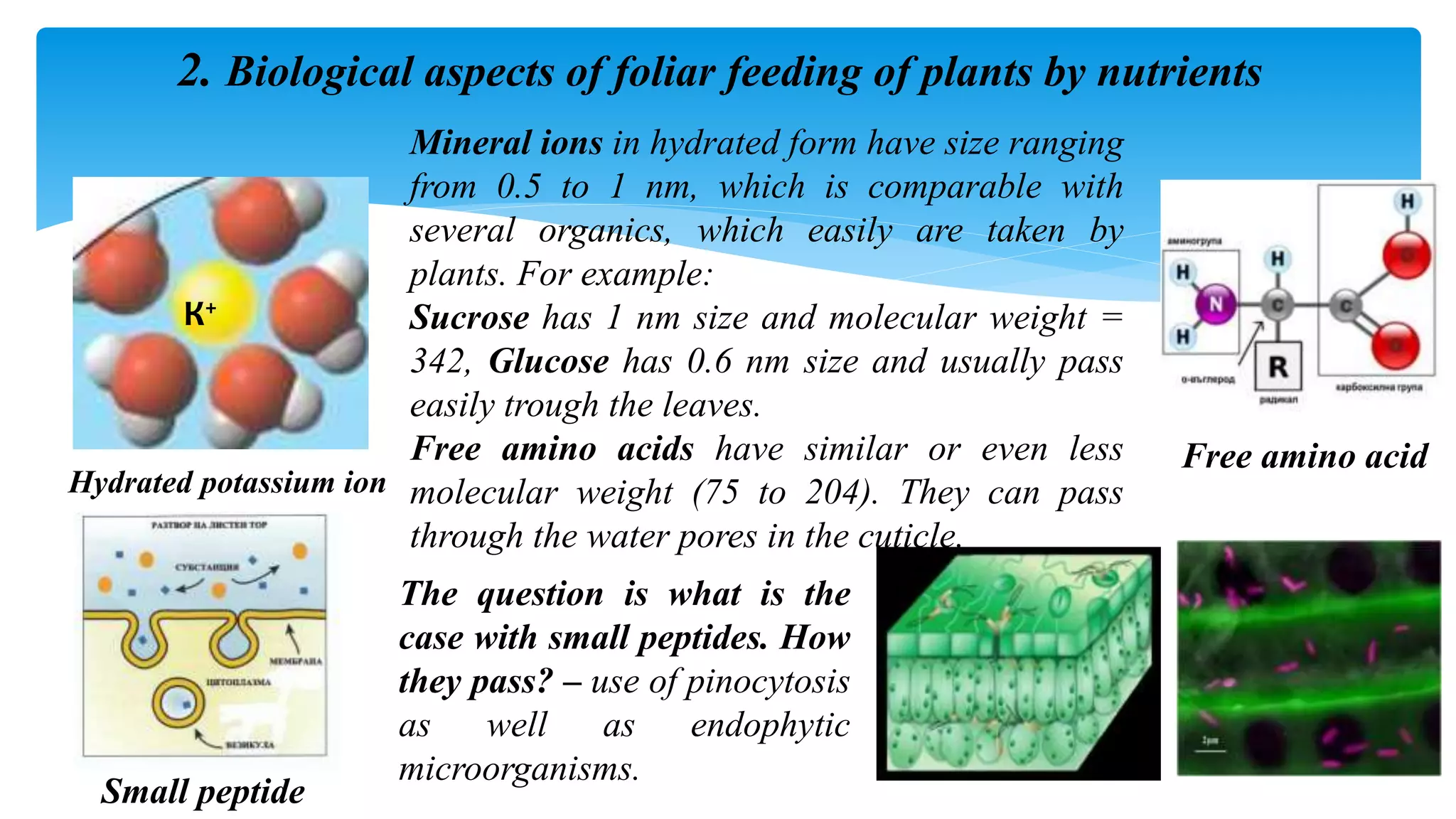 Micronutrients and foliar fertilization.pptx