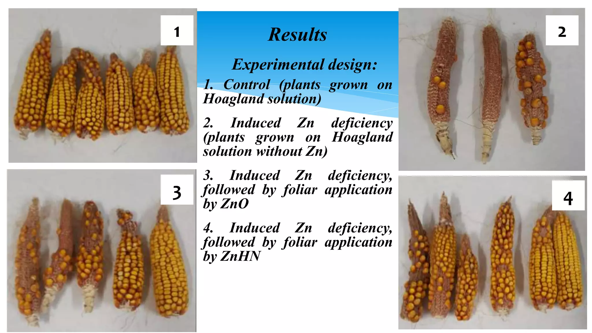 Micronutrients and foliar fertilization.pptx