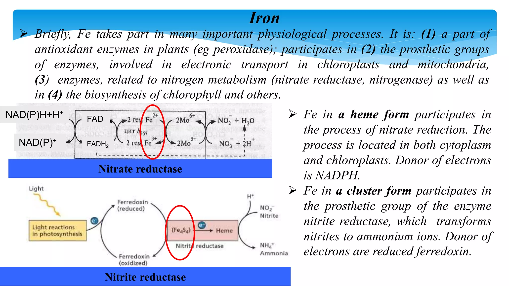 Micronutrients and foliar fertilization.pptx