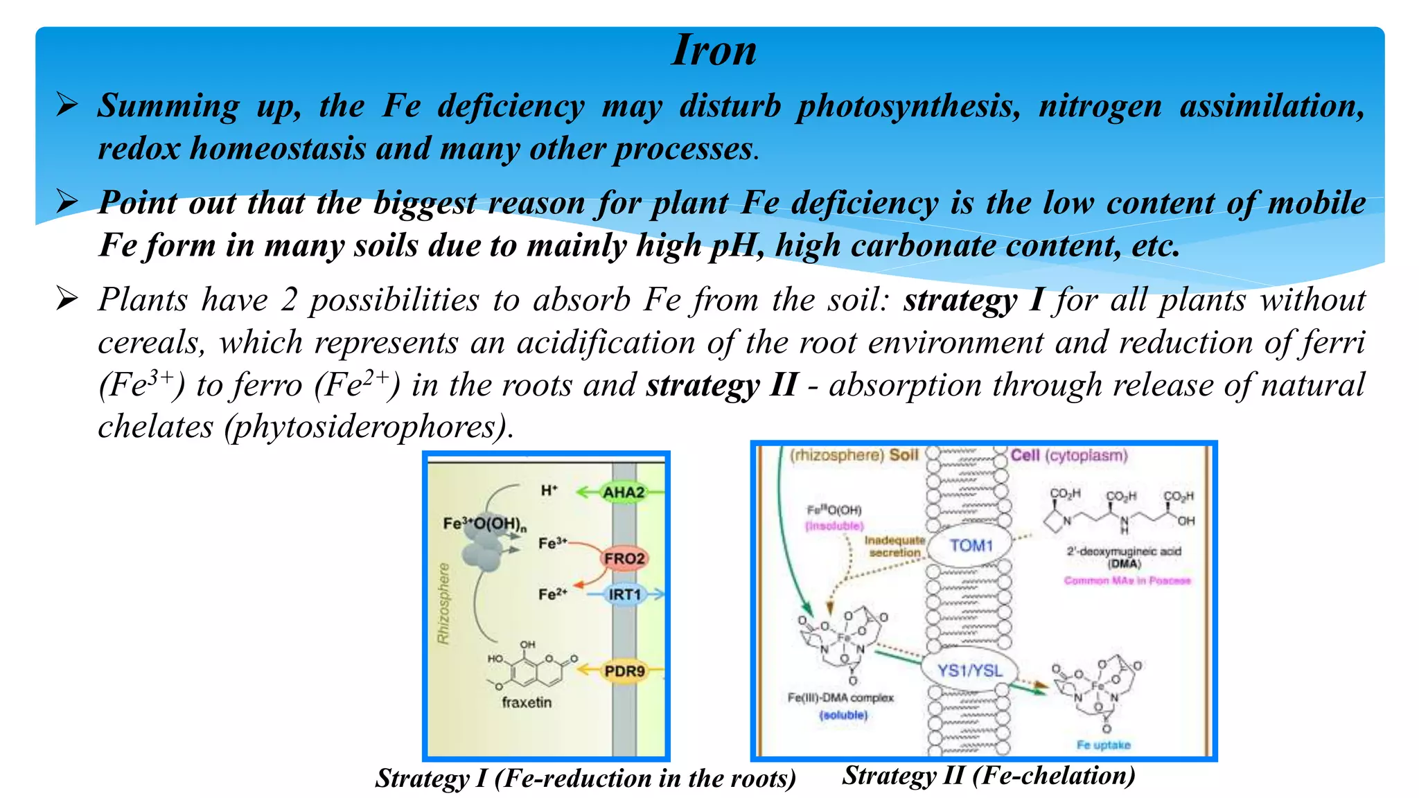 Micronutrients and foliar fertilization.pptx