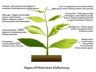 Micro nutrients deficiency in peach | PPTX