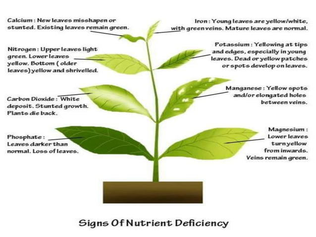 Micro nutrients deficiency in peach | PPT