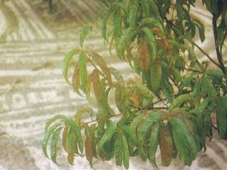 Micro nutrients deficiency in peach | PPTX