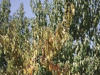 Micro nutrients deficiency in peach | PPTX