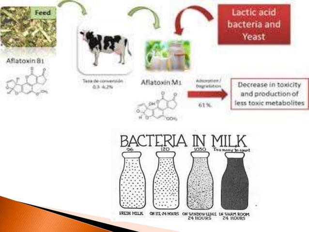 Microorganims in milk | PPTX | Chemistry | Science