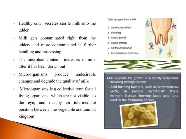 Microorganims in milk | PPTX | Chemistry | Science
