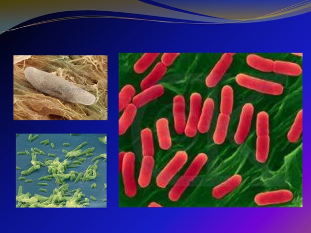 Microorganism | PPT