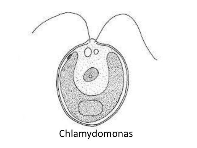 Biology Chlamydomonas Drawing Structure Drawings Clipart Resources ...